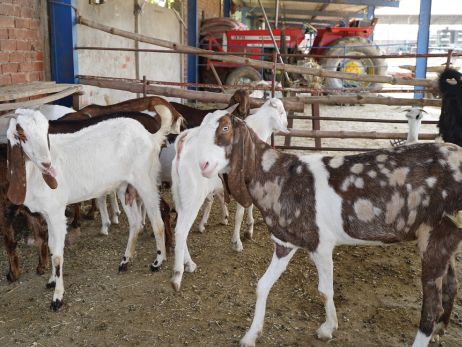 Buy & Sell Livestock For Free – farmGhar