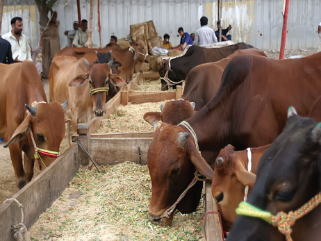 Buy & Sell Livestock For Free – farmGhar