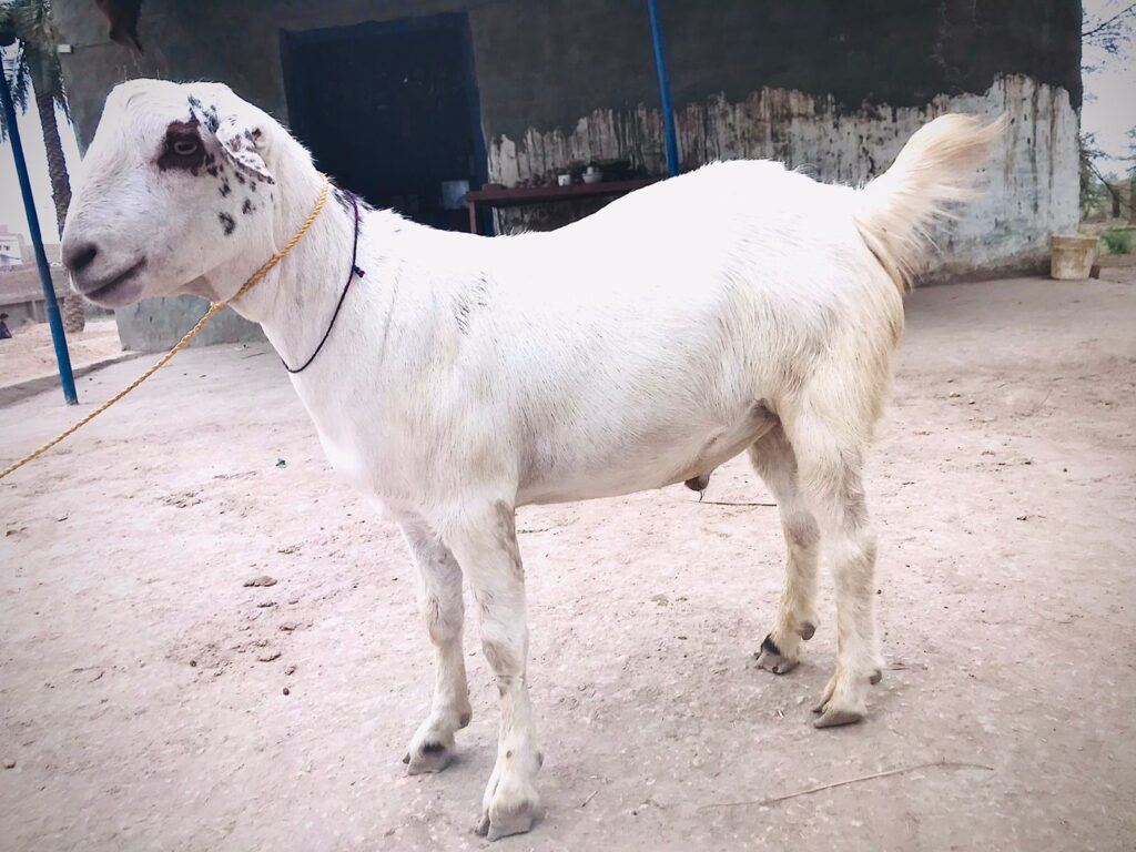 Buy & Sell Livestock For Free – farmGhar