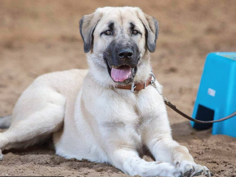 Buy & Sell Livestock For Free – farmGhar