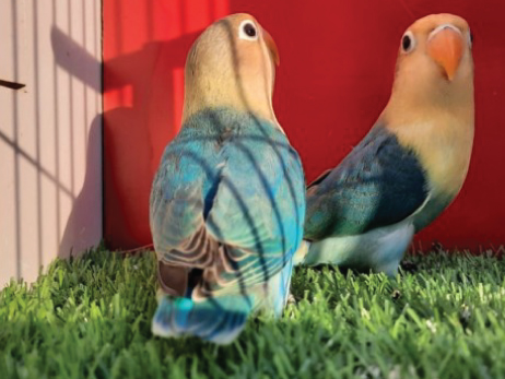 Buy & Sell Livestock For Free – farmGhar