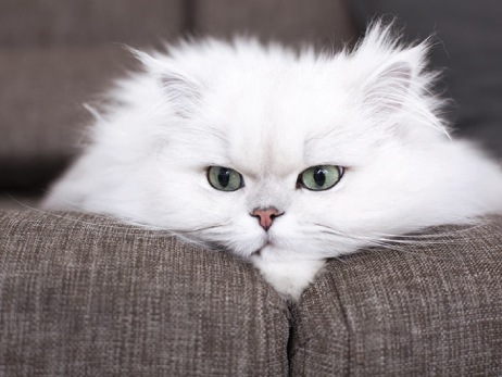 From Karachi To Lahore Exploring Regional Differences In Persian Cat Price In Pakistan
