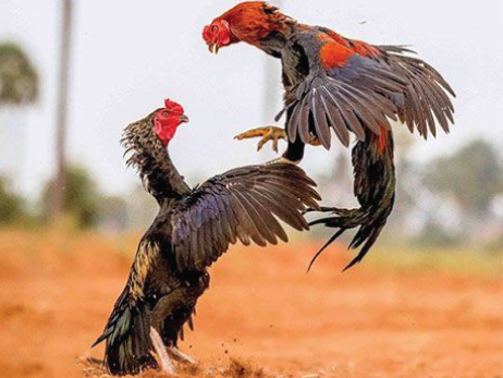 Buy & Sell Livestock For Free – farmGhar