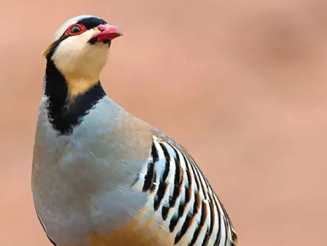 Buy & Sell Livestock For Free – farmGhar