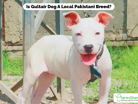 Buy & Sell Livestock For Free – farmGhar