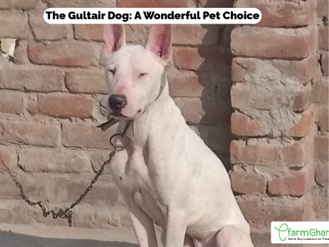 Buy & Sell Livestock For Free – farmGhar