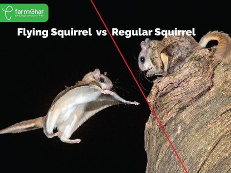 Buy & Sell Livestock For Free – farmGhar