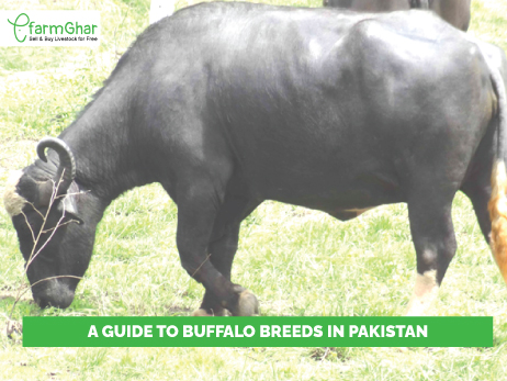 Buy & Sell Livestock For Free – farmGhar