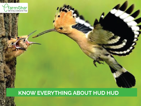 Buy & Sell Livestock For Free – farmGhar