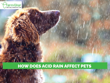 Buy & Sell Livestock For Free – farmGhar