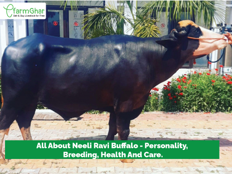 Buy & Sell Livestock For Free – farmGhar