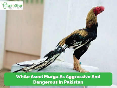 Buy & Sell Livestock For Free – farmGhar