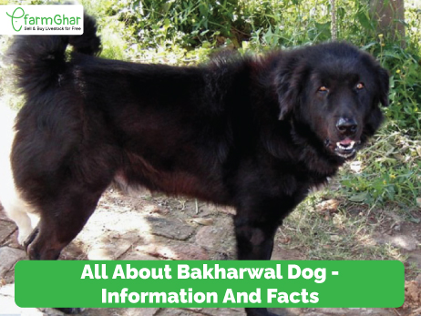 Bakharwal Dog