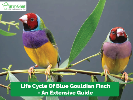 Green Gouldian Finch