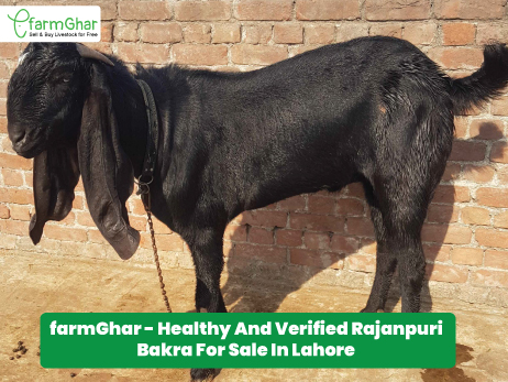 Rajanpuri Bakra Rajanpuri 🤩 #bhakkarbakramandi #bakramandi