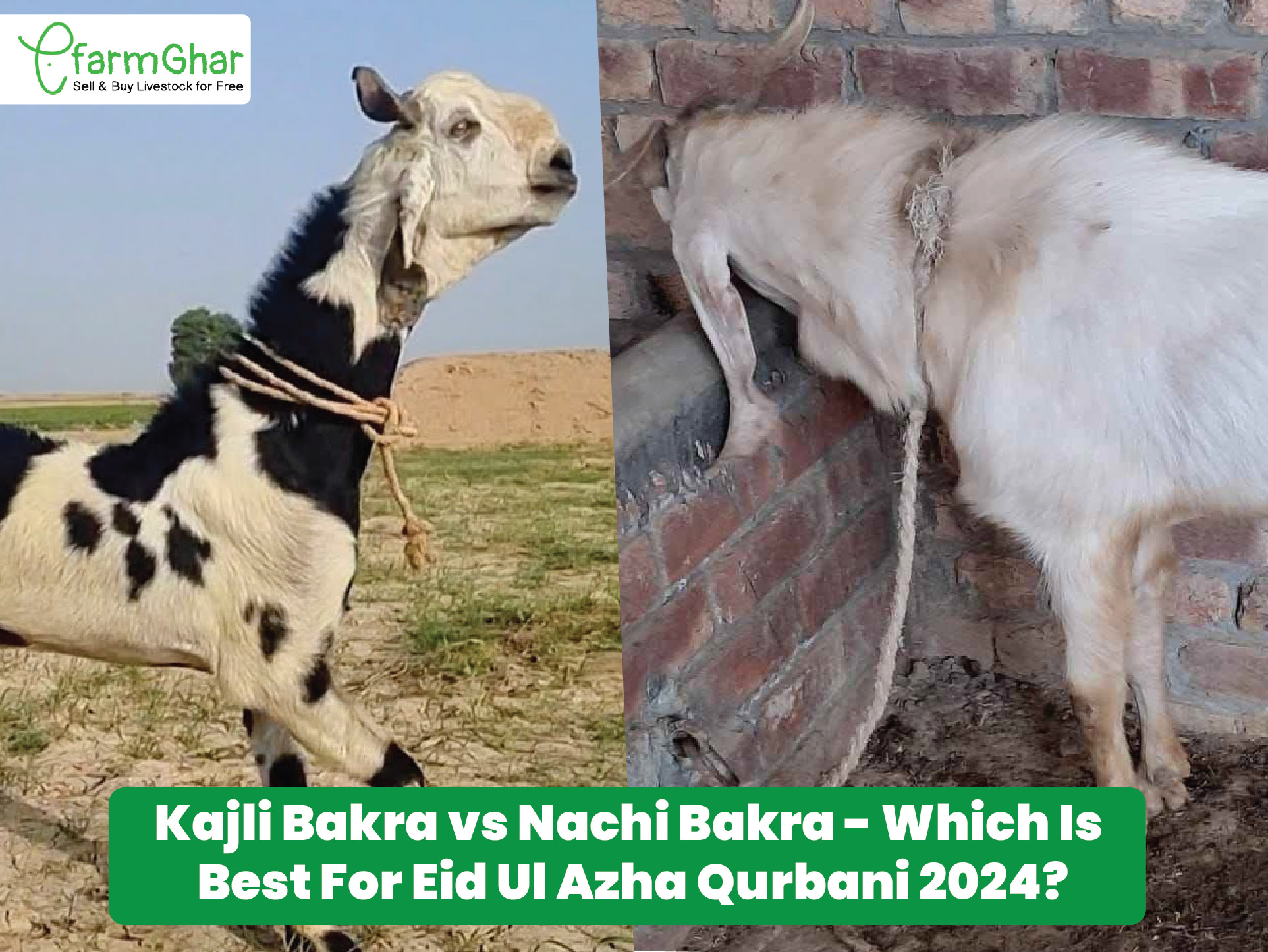 Qurbani Bakra Eid