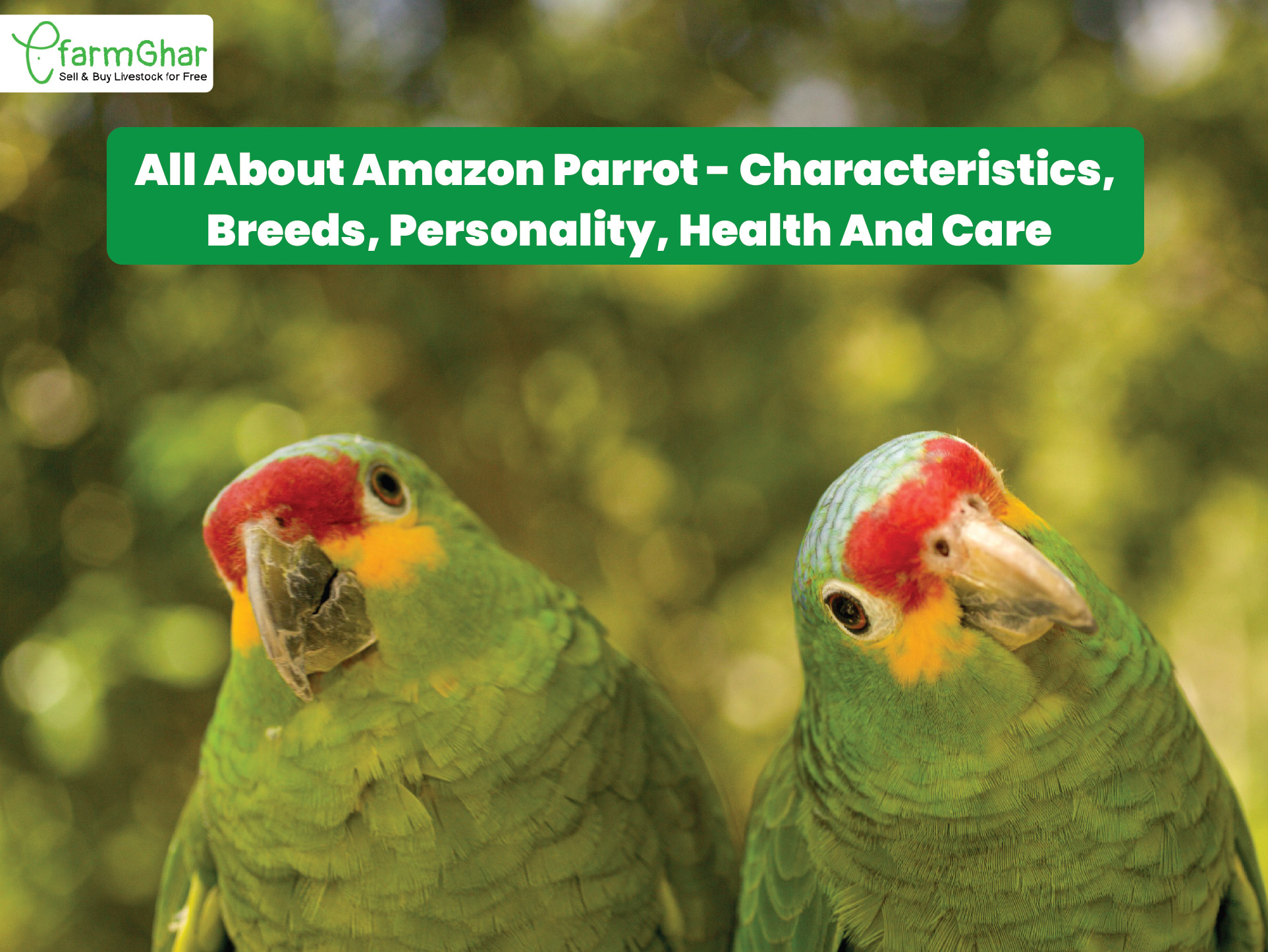 Buy & Sell Livestock For Free – farmGhar