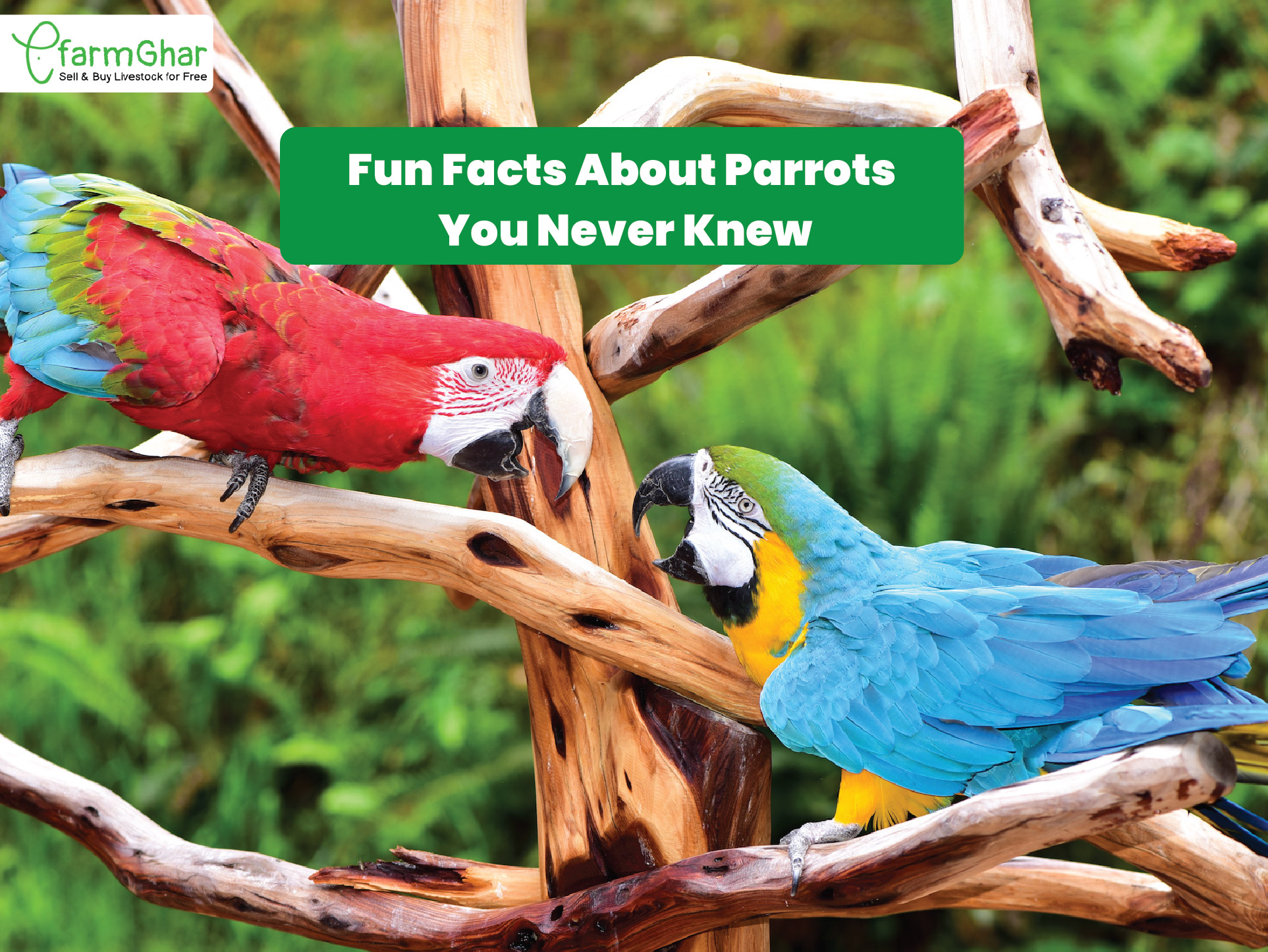 The Hilarious Tale of Five Parrots Who Got in Trouble for Insulting ...