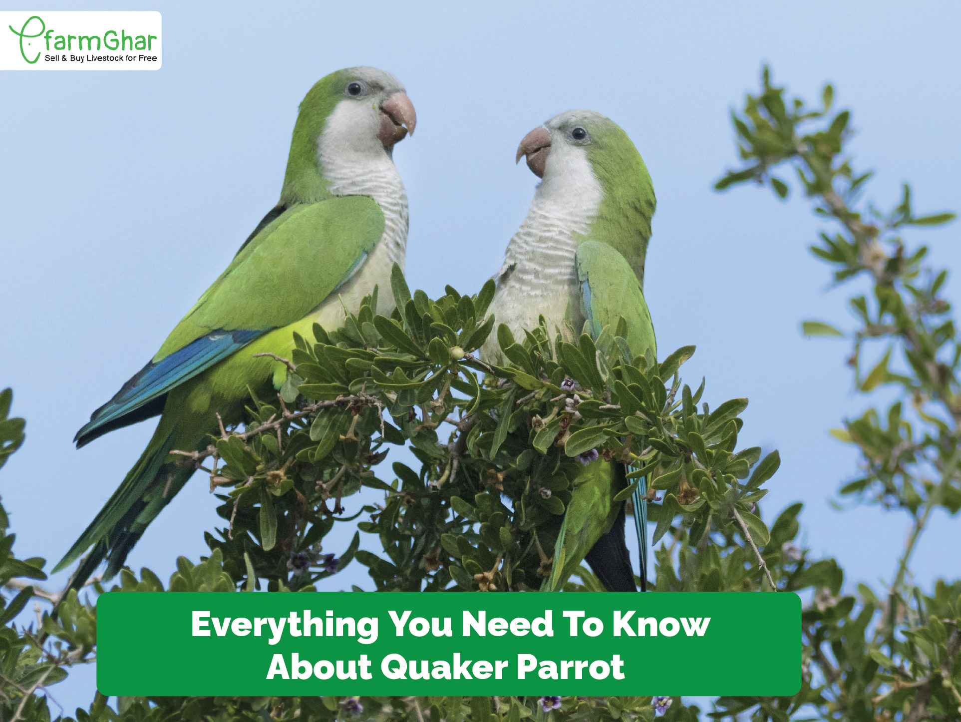 Buy & Sell Livestock For Free – farmGhar