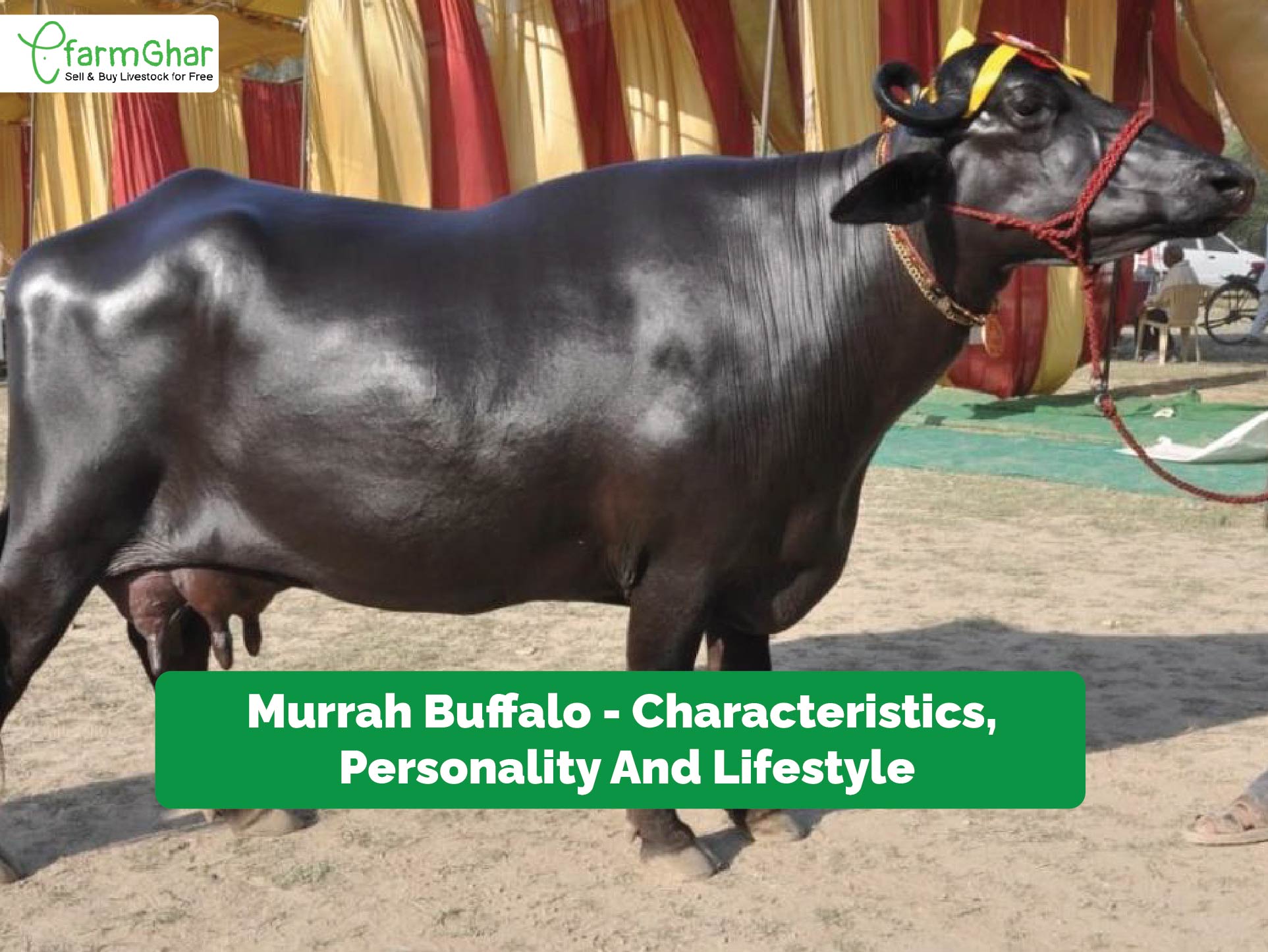 Buy & Sell Livestock For Free – farmGhar