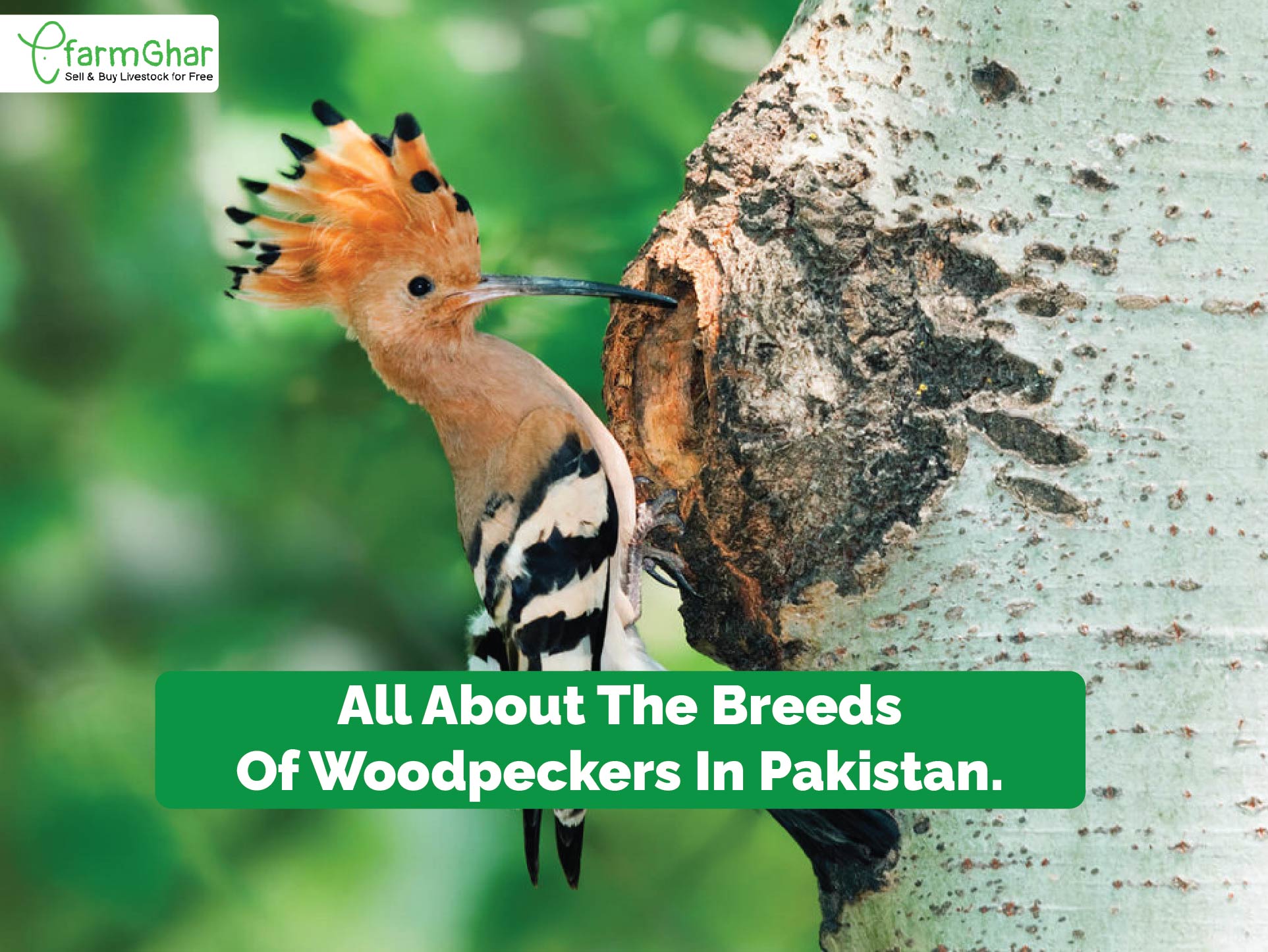 Buy & Sell Livestock For Free – farmGhar