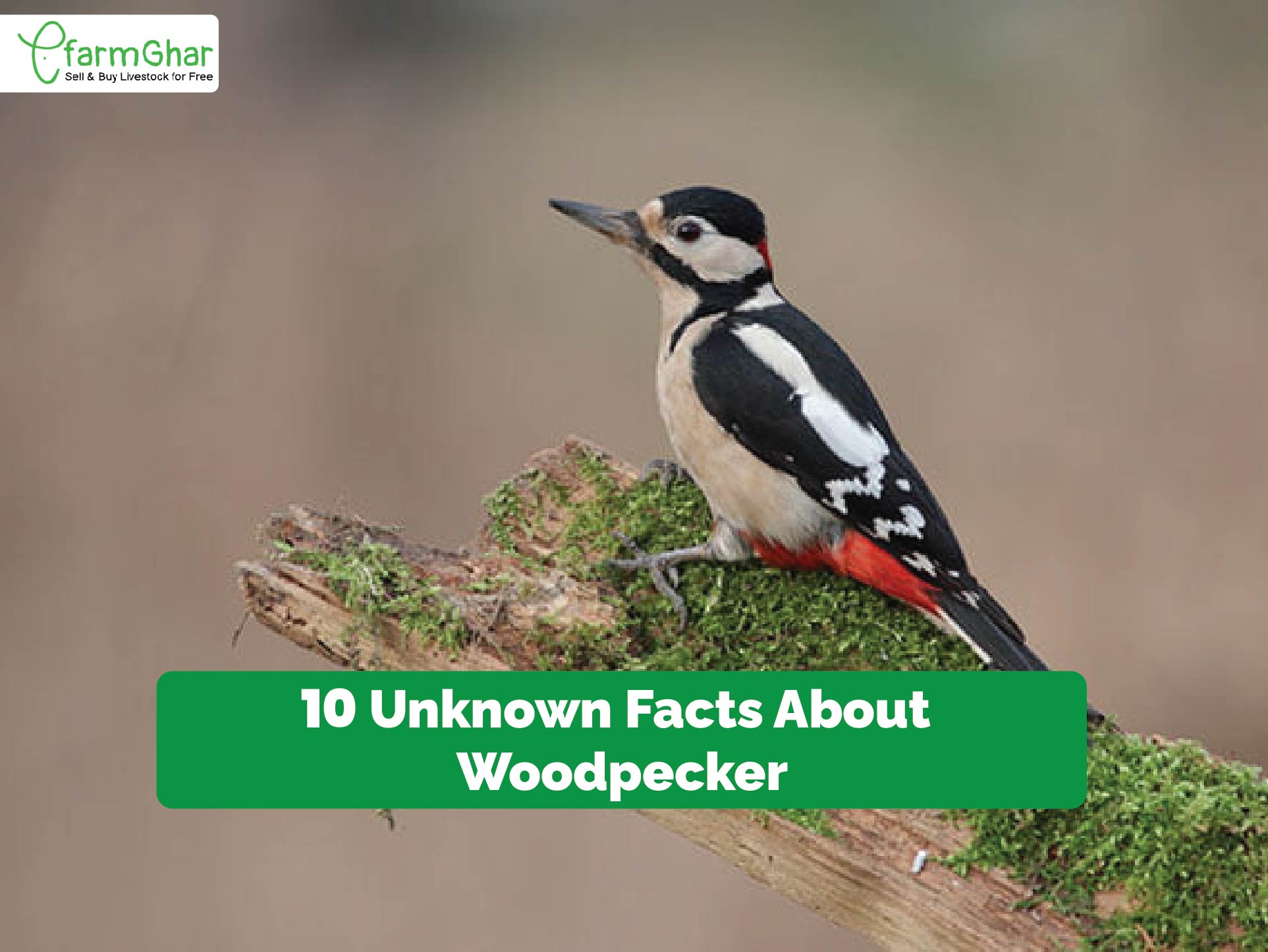 Buy & Sell Livestock For Free – farmGhar