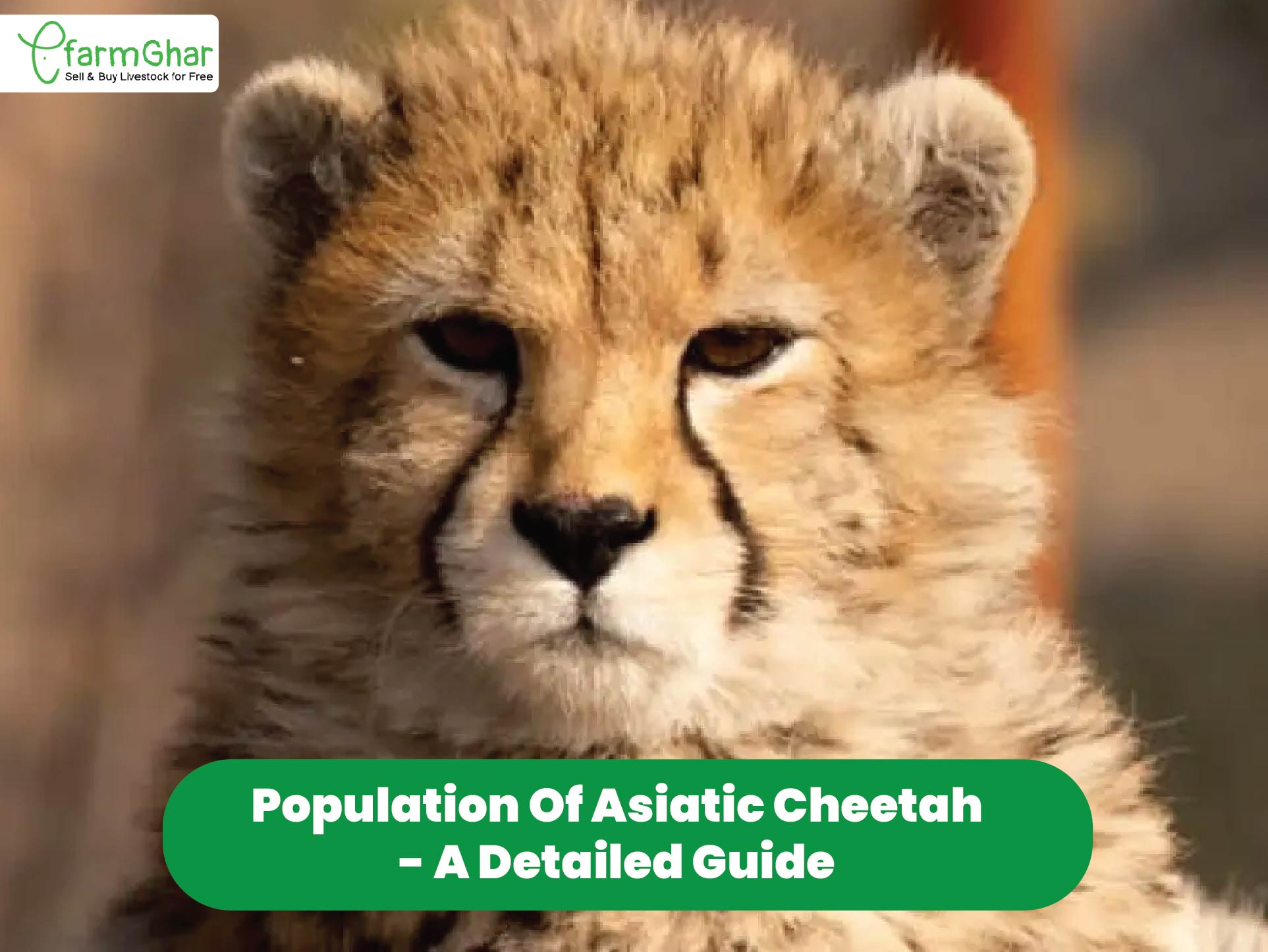 Buy & Sell Livestock For Free – farmGhar