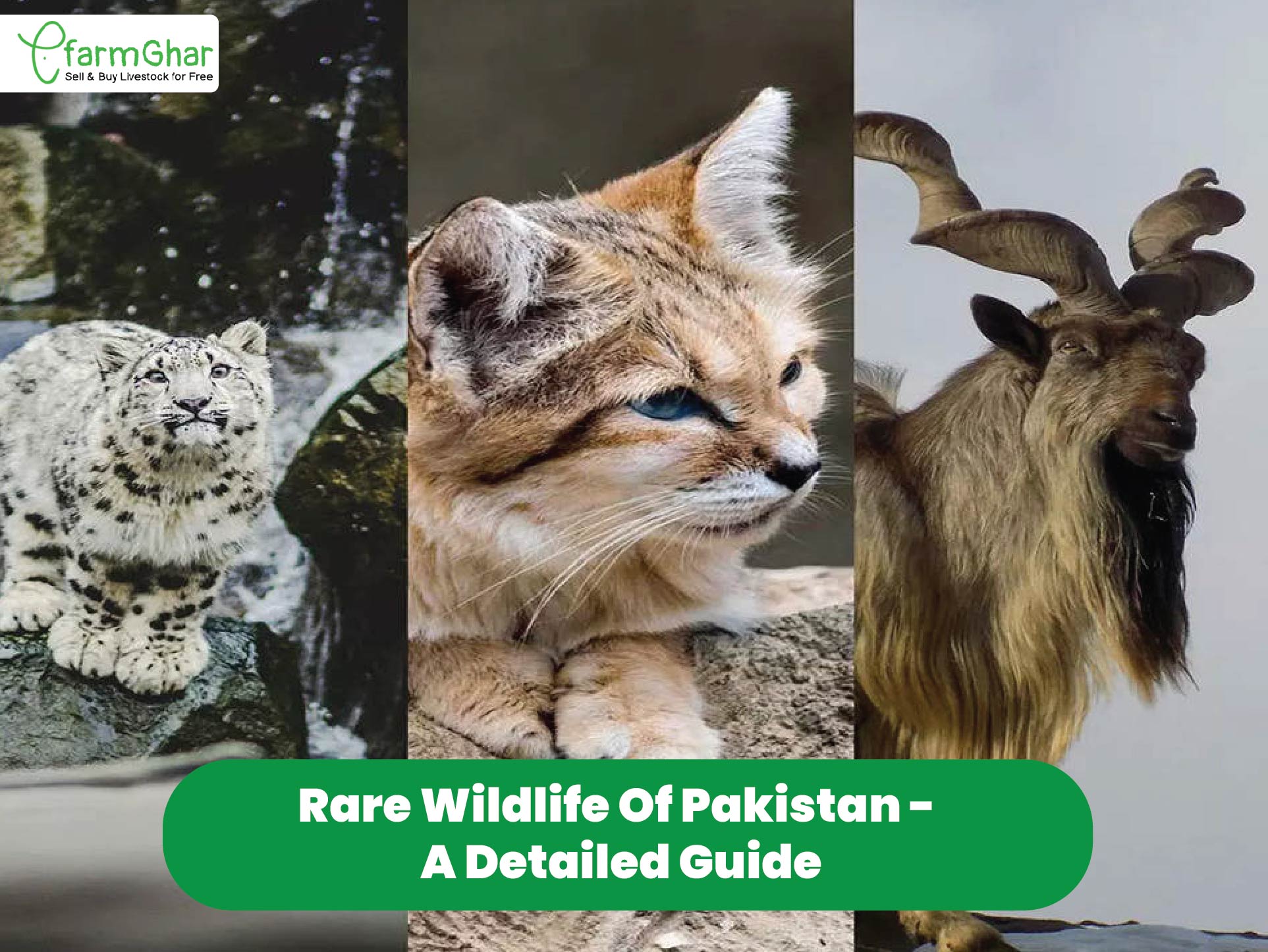 Buy & Sell Livestock For Free – farmGhar