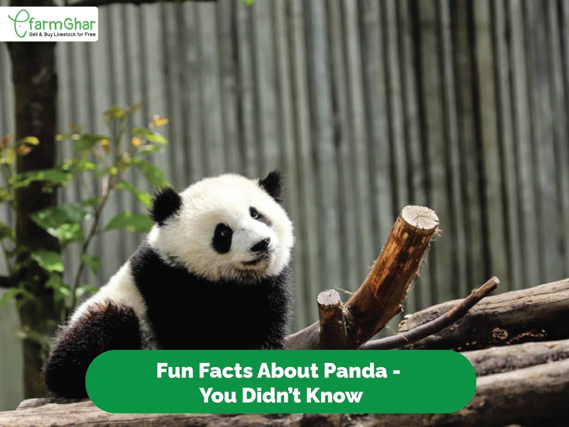 Fun Facts About The Pandas - Infoupdate.org