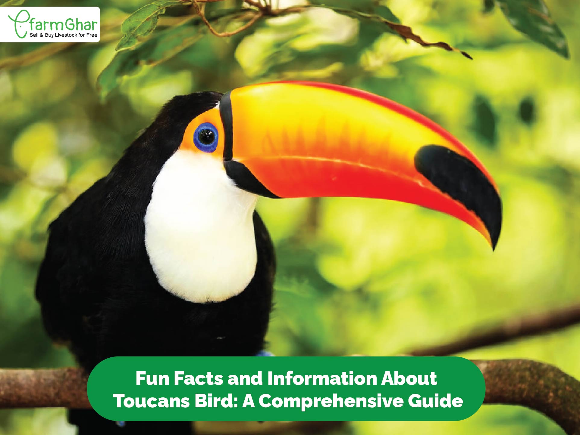 Buy & Sell Livestock For Free – farmGhar