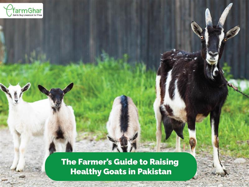 Buy & Sell Livestock For Free – farmGhar