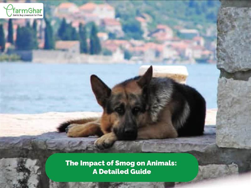 Buy & Sell Livestock For Free – farmGhar