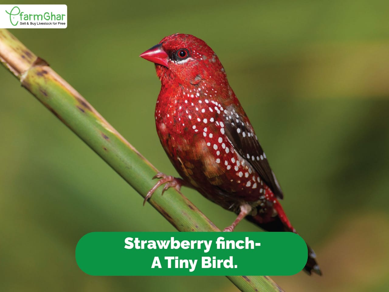 Buy & Sell Livestock For Free – farmGhar