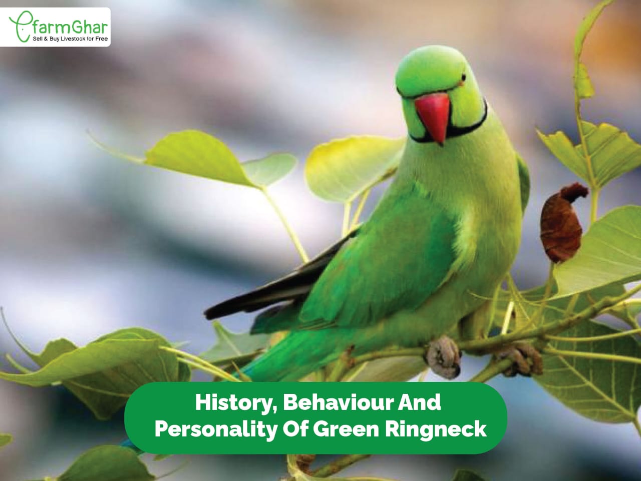 Buy & Sell Livestock For Free – farmGhar