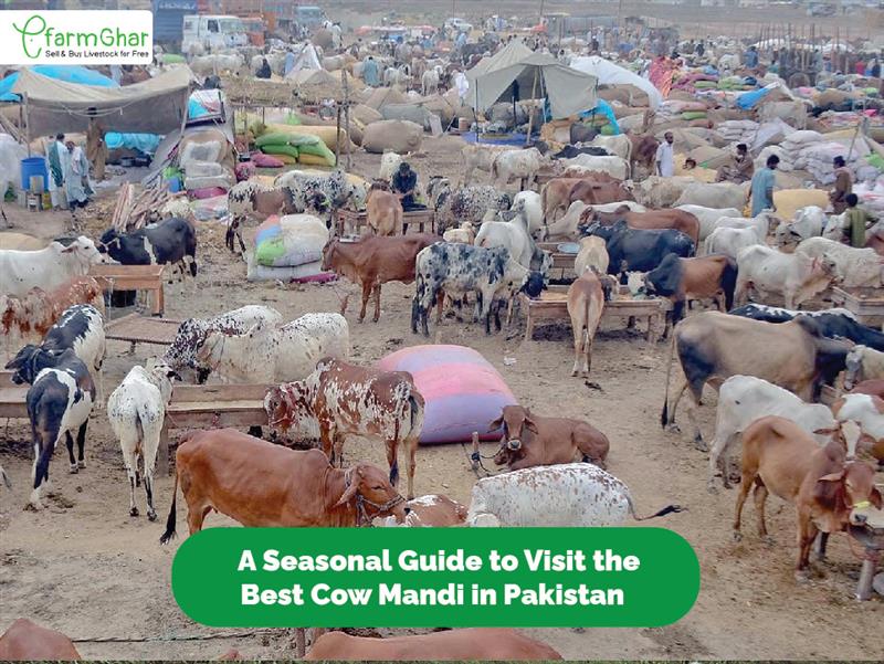 Cow Hd Wallpaper Of Pakistan Pure Important Cows Form In Pakistan