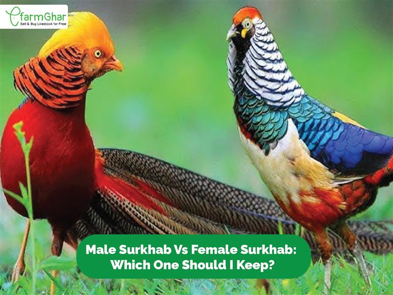 Buy & Sell Livestock For Free – farmGhar