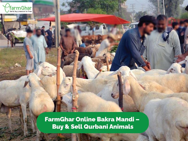 Buy & Sell Livestock For Free – farmGhar