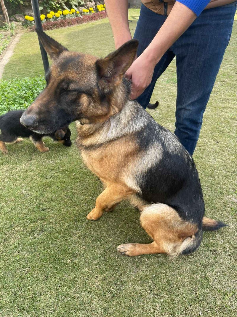 Are German Shepherds Double Coated