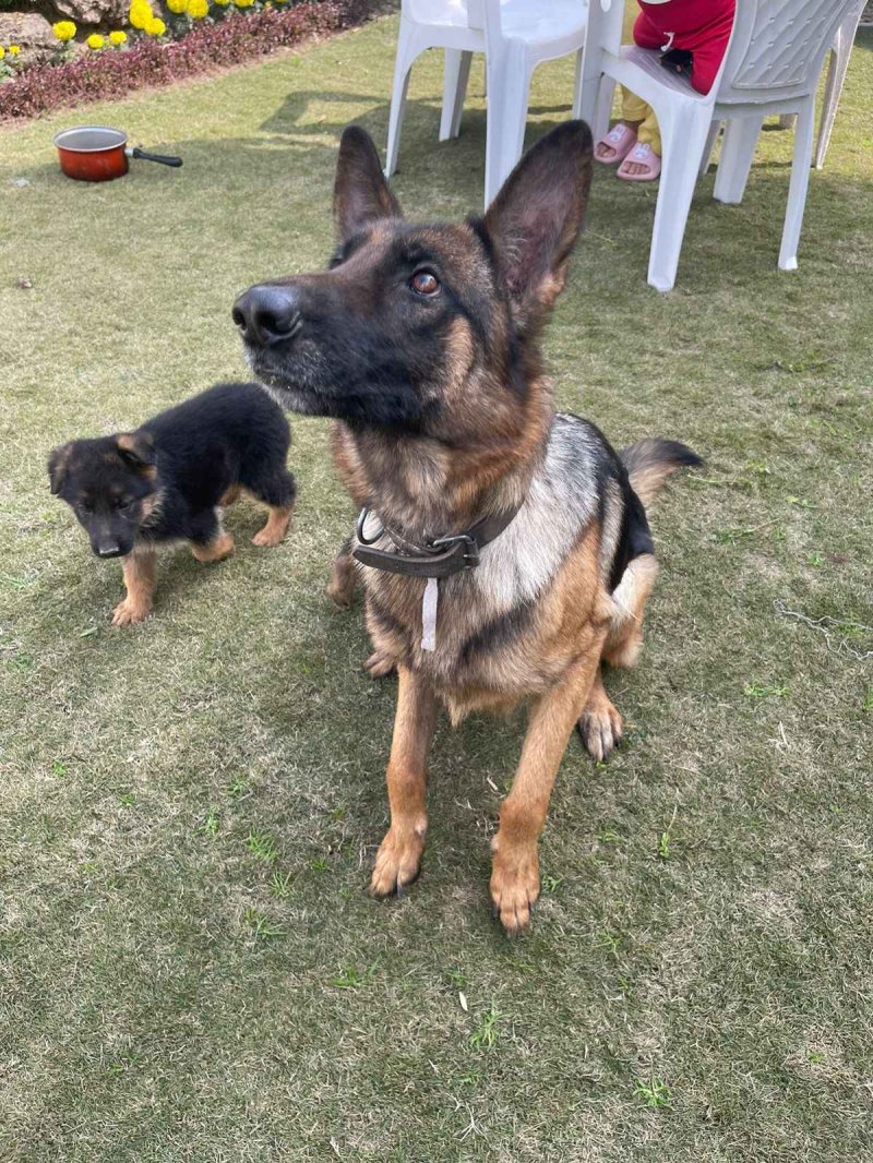 Are German Shepherds Double Coated