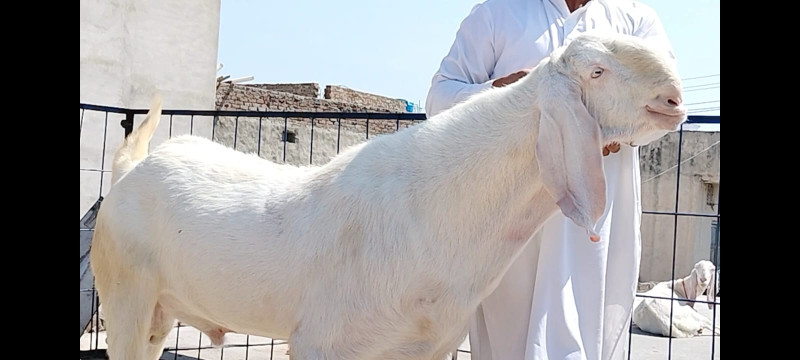 Rajanpuri Bakra Rajanpuri 🤩 #bhakkarbakramandi #bakramandi