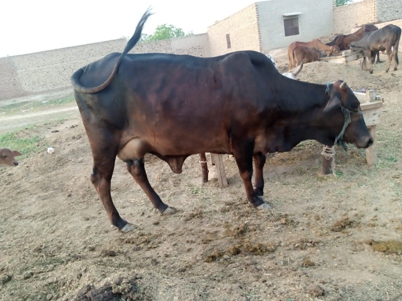 Cholistani Cattle
