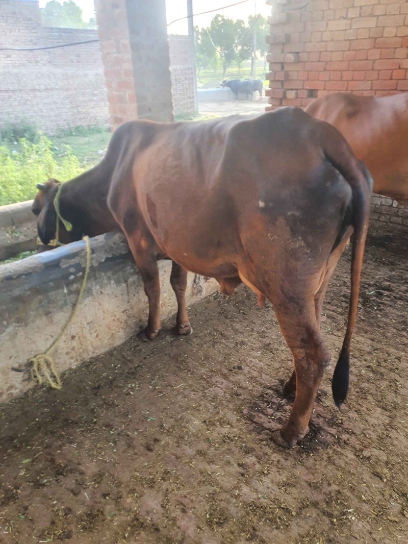 Cholistani Cattle