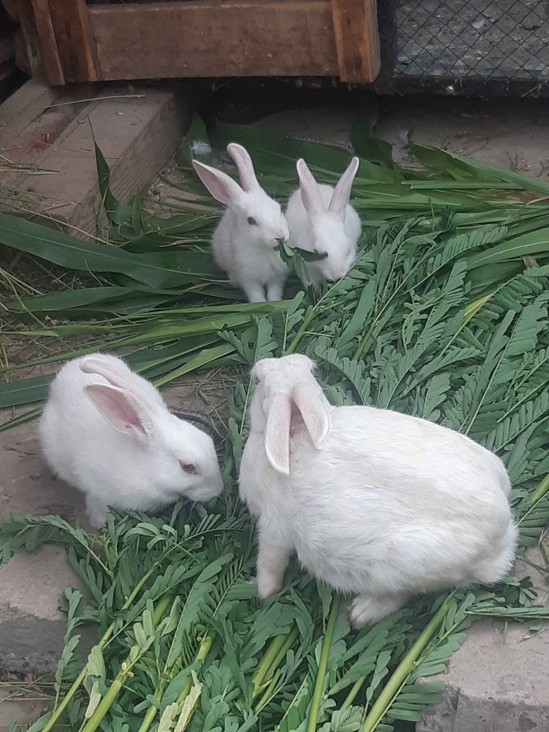 White Rabbits With Red Eyes