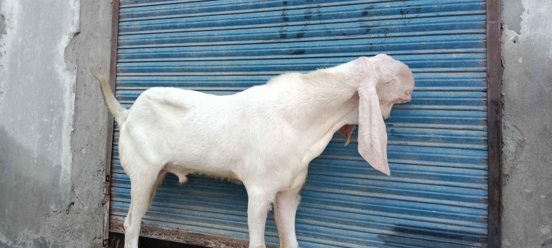 Rajanpuri Goat White Beetal Bakra (Quality Goat) At ₹ 400/kg